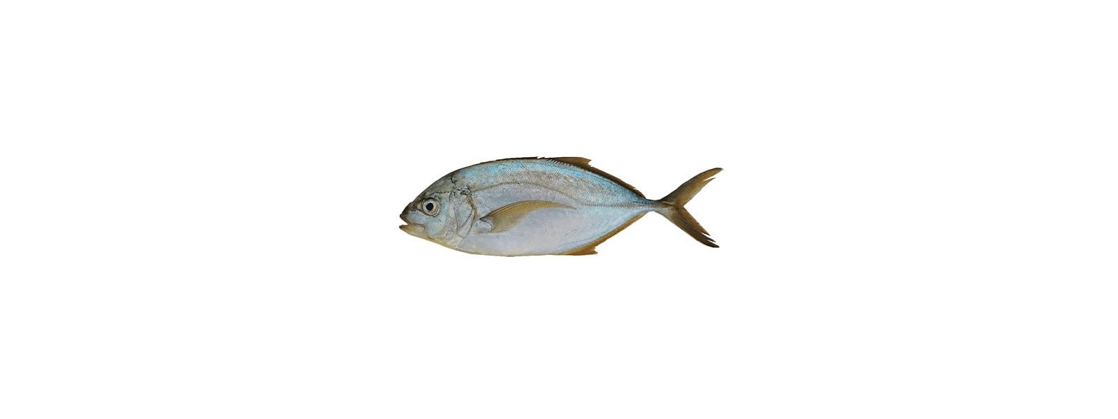 Cojinua 1 Kg - Yummy Delivery